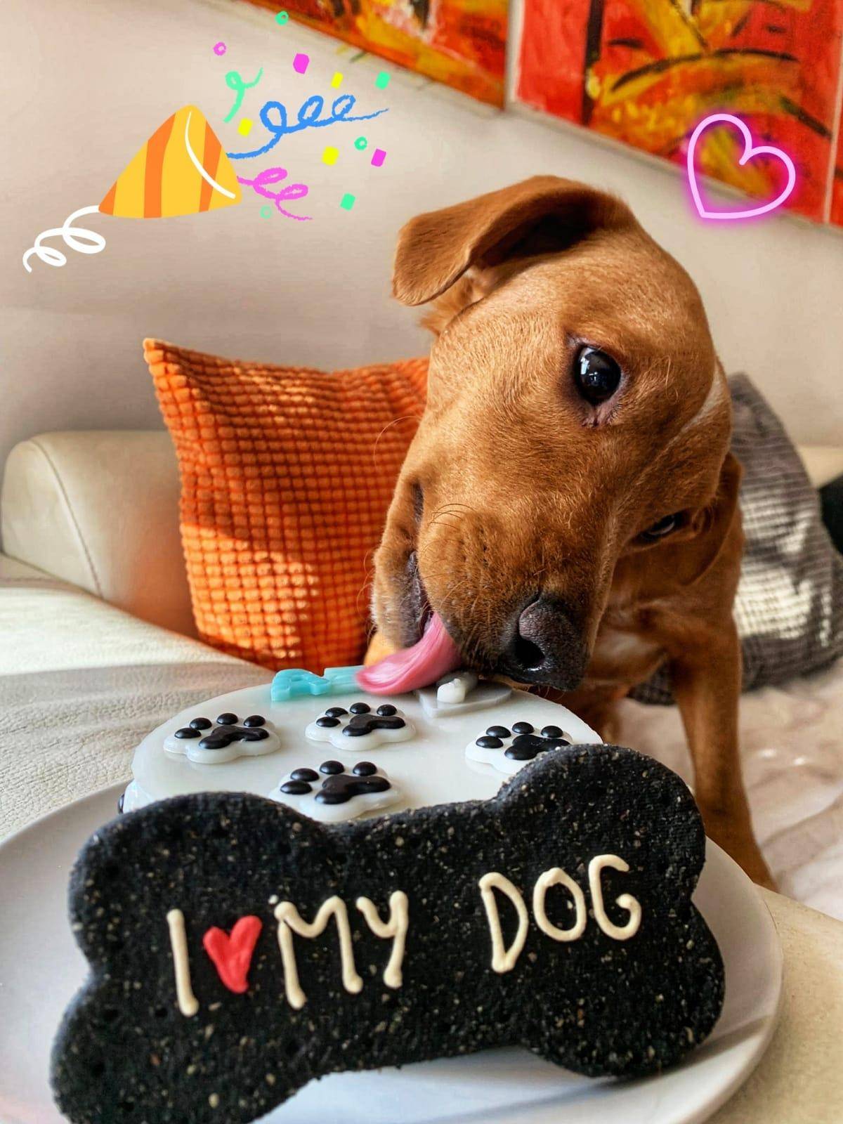 Vau torte - Torte za pse - Prirodne i ručno rađene slastice