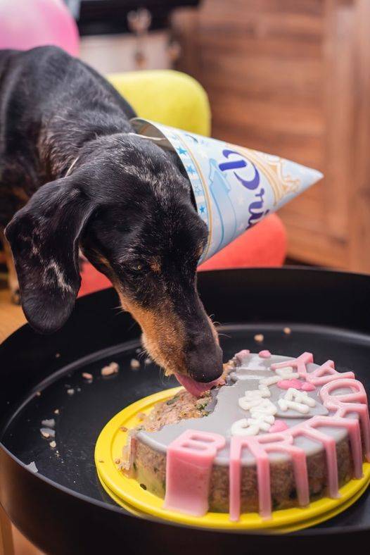 Torte za pse - Vau torte