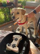 Torta za pse - Brojalica (1-9) - Vau torte